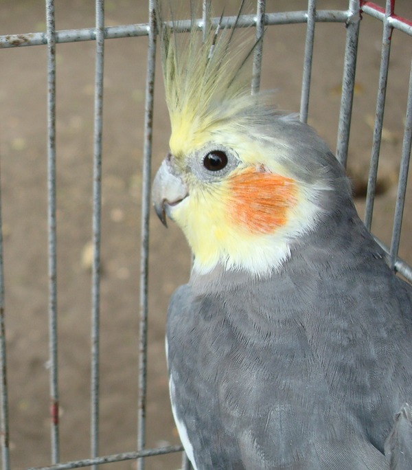 Vida Animal: Cacatúa Ninfa