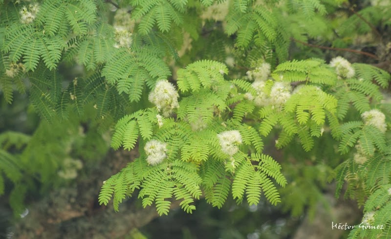 Investigación de Flora y Aves del balneario "Las Cañas": Especies ...
