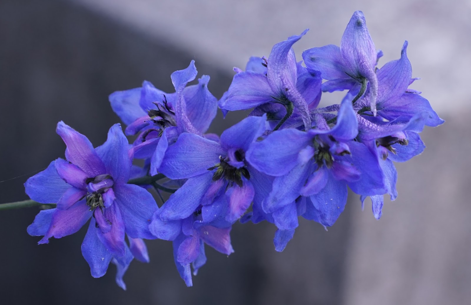 Lost But Loving It...In Alaska!: Alyeska Flora