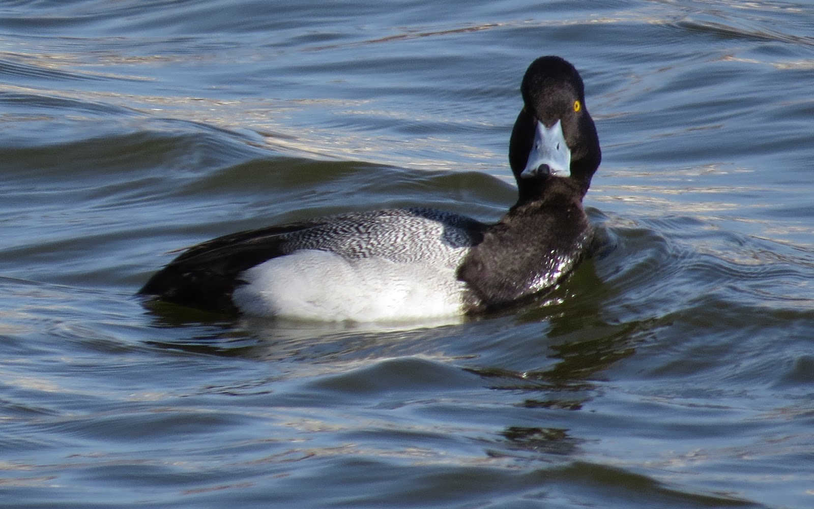 Penelopedia: Nature and Garden in Southern Minnesota: Spring Birding ...