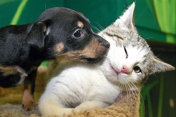 Cute&Cool Pets 4U: Cute Cats and Dogs Pictures