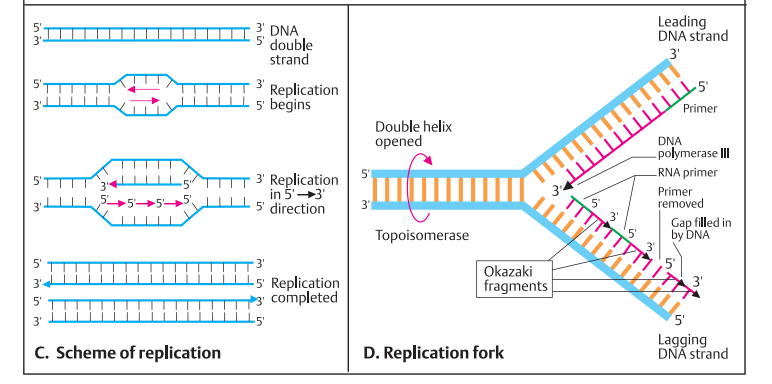 Sains Humaniora: REPLIKASI DAN EKSPRESI GEN