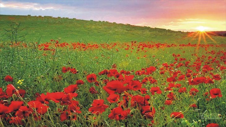 Flores em Vida: O que significa a expressão "Rosa de Saron"?