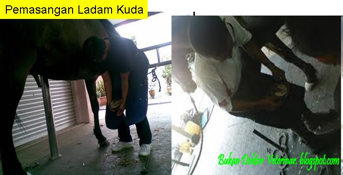 bukan doktor veterinar: Pemasangan Ladam Kuda