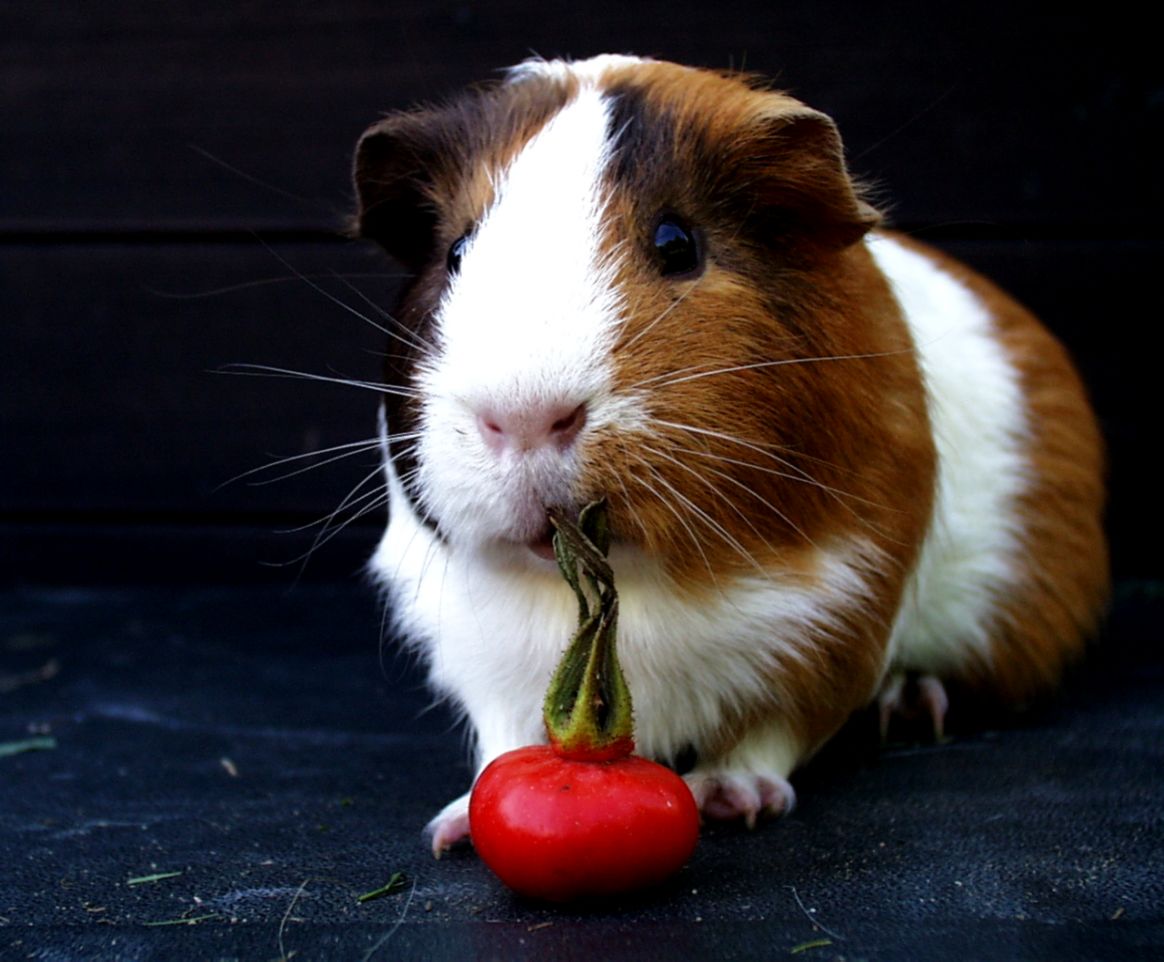 Guinea Pig Wallpaper | Best Wallpapers HD Gallery