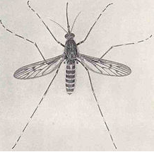 Beasts of Hong Kong: The squatter on the roof