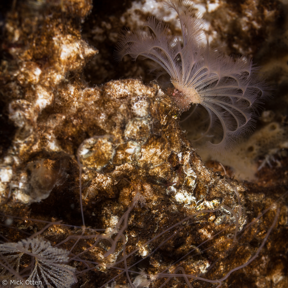 Mick's marine biology: Beautiful tube dwelling worms