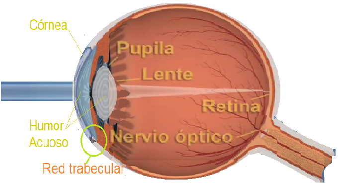ÉRIKA MODA: HUMOR ACUOSO:
