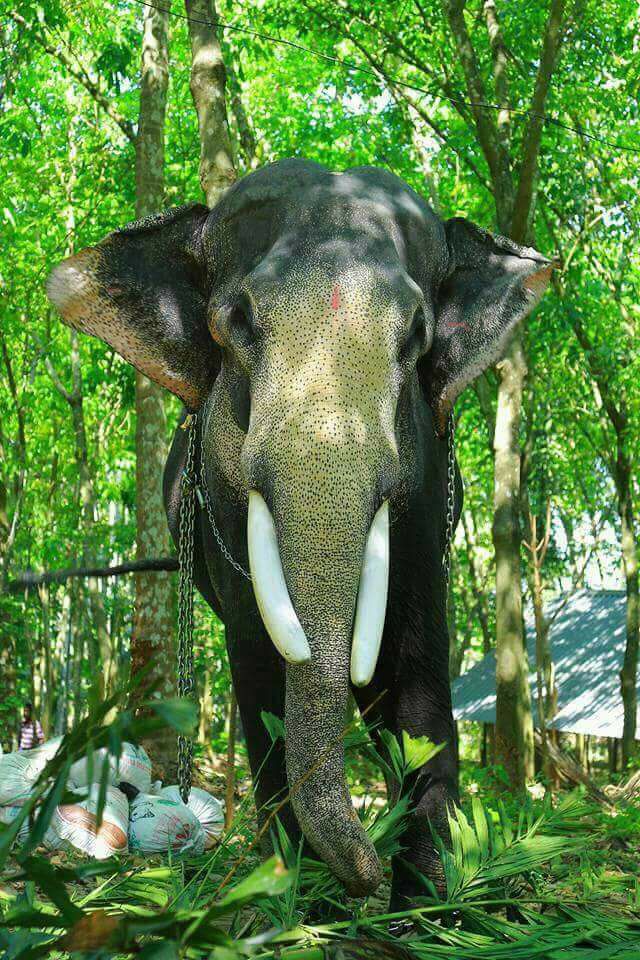 Kerala Elephants Images | Kerala elephants wallpapers HD | Kerala ...