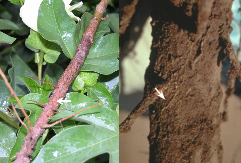 NMSU Plant Clinic: Phymatotrichum root rot appearing in Southern New Mexico