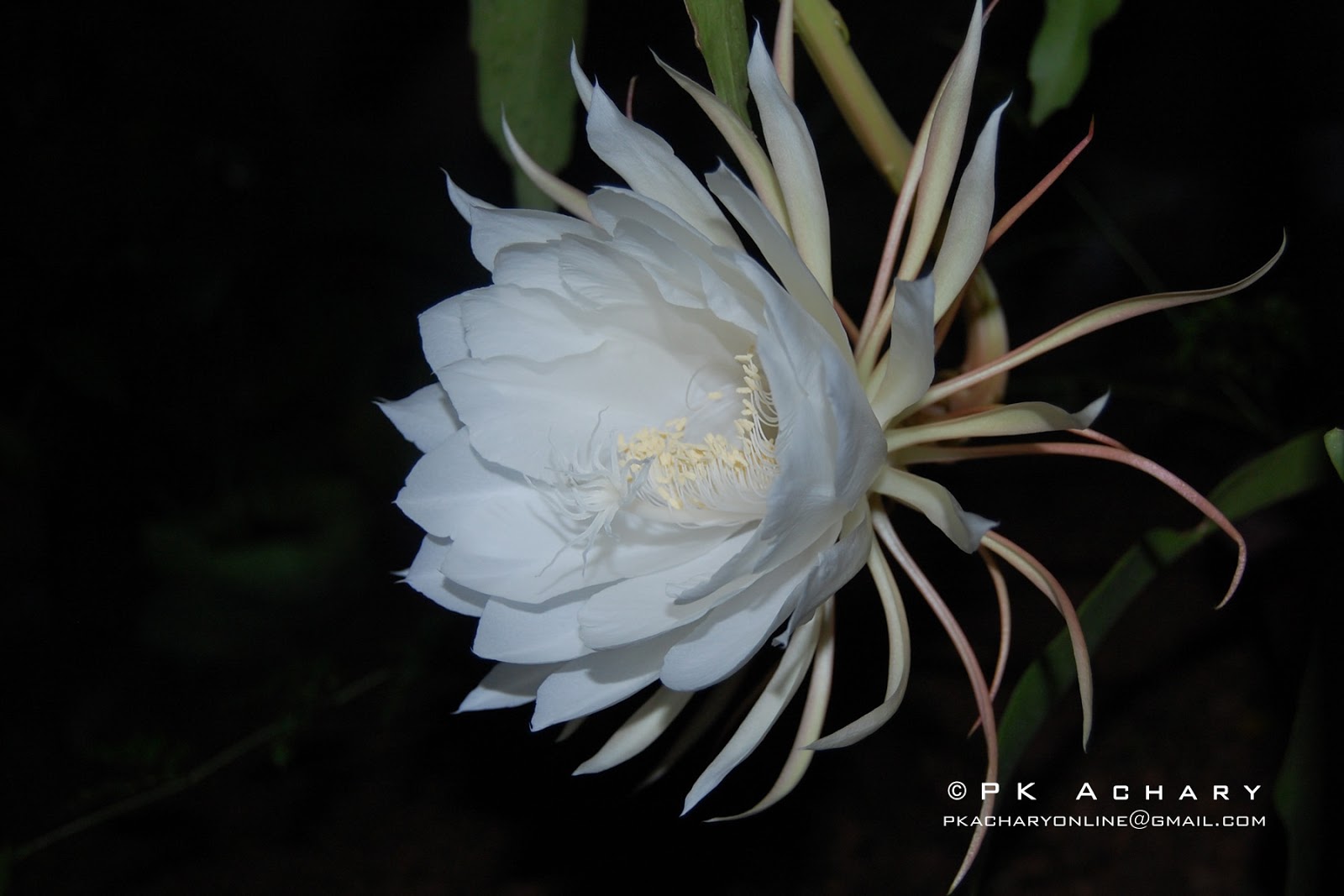Nature Photos: Epiphyllum Oxypetalum (Nishagandhi / നിശാഗന്ധി) Flower