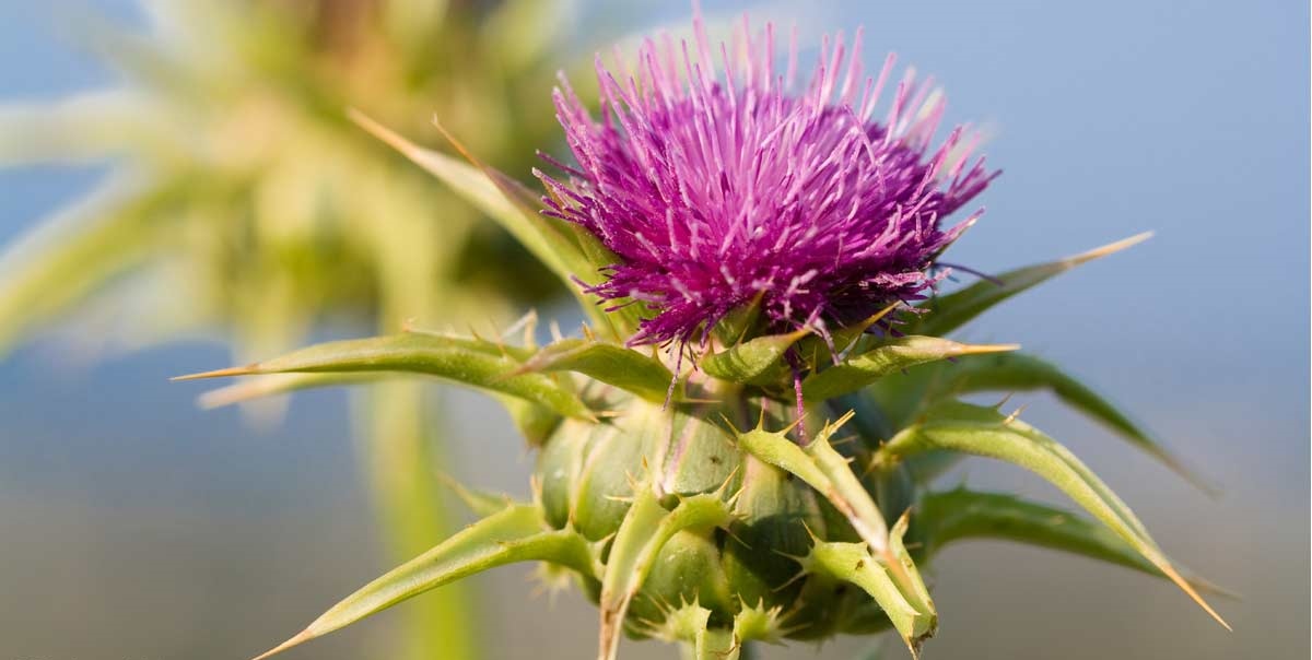Health Secrets And Food Cures Amazing Benefits Of Milk Thistle