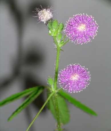 Mimosa Pudica: Artikel Tentang Putri Malu