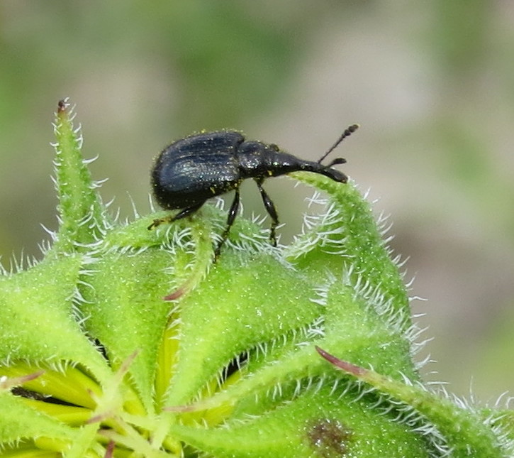Bug Eric: More Insects From Sunflowers