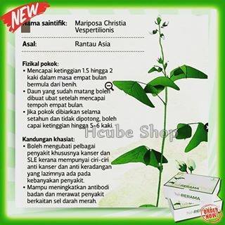 TEH RERAMA 6IN1 - HARGA MURAH ORIGINAL - HCube Shop - Pengedar ...