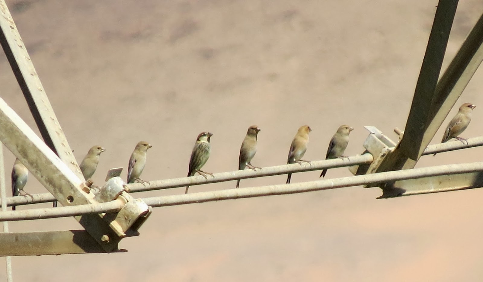 Birding for a Lark: Tabuk farms in October