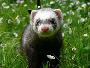 Ferret Cages: 3 tier Ferret Cage