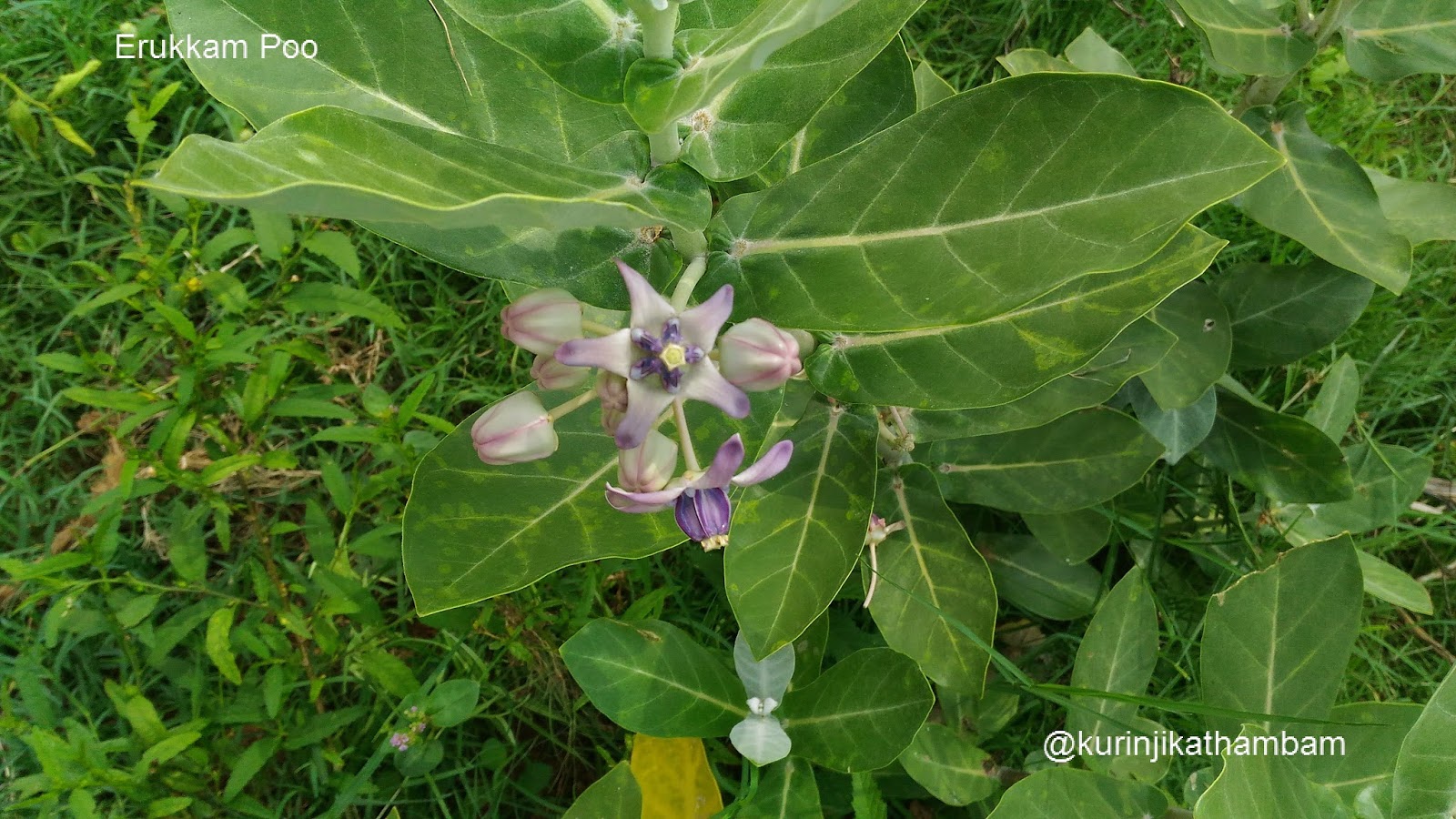 Flowers from My Cam: 5. Erukkam Poo / Crown Flower ~ Kurinji Kathambam