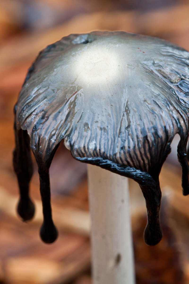 Banyan's End: Fleeting Fungi