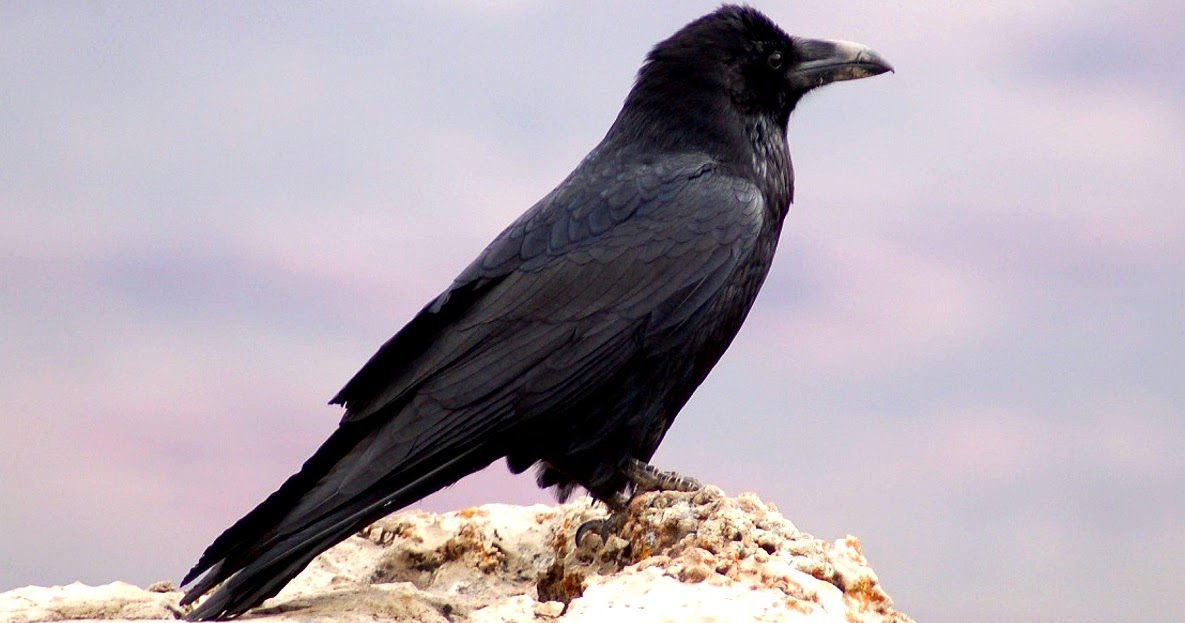 BHUTAN: National Bird of Bhutan.