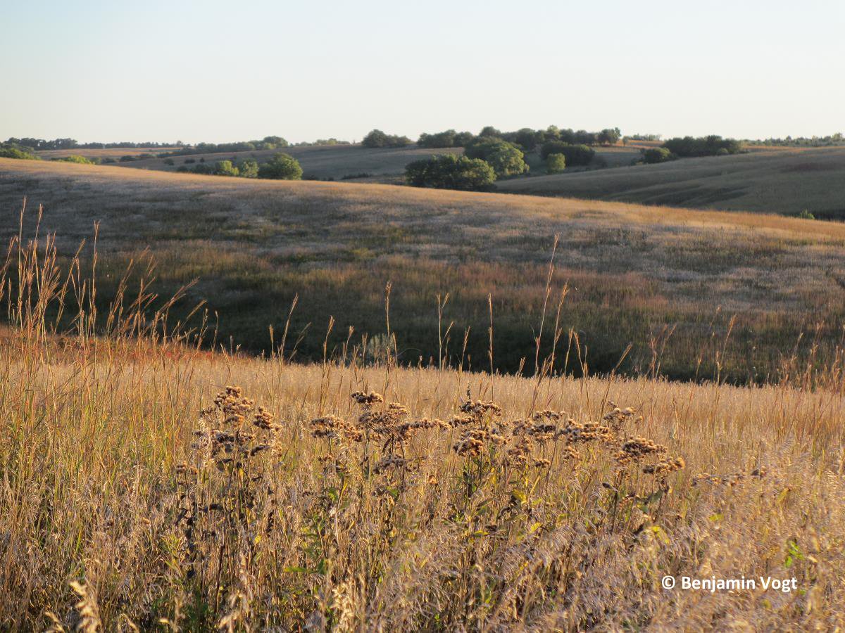 T h e | D e e p | M i d d l e: Prairie or Meadow?
