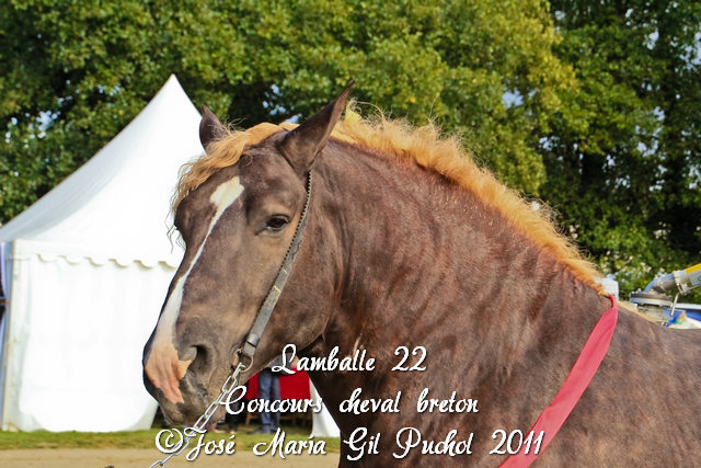 Images de Bretagne: Concours national de cheval breton à Lamballe ...