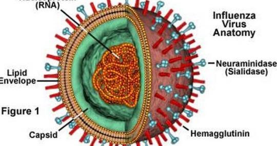 Klasifikasi Virus Berdasarkan Tempat Hidupnya