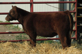 Lautner Farms: Justus & Wilson Show Cattle Private Treaty Sale