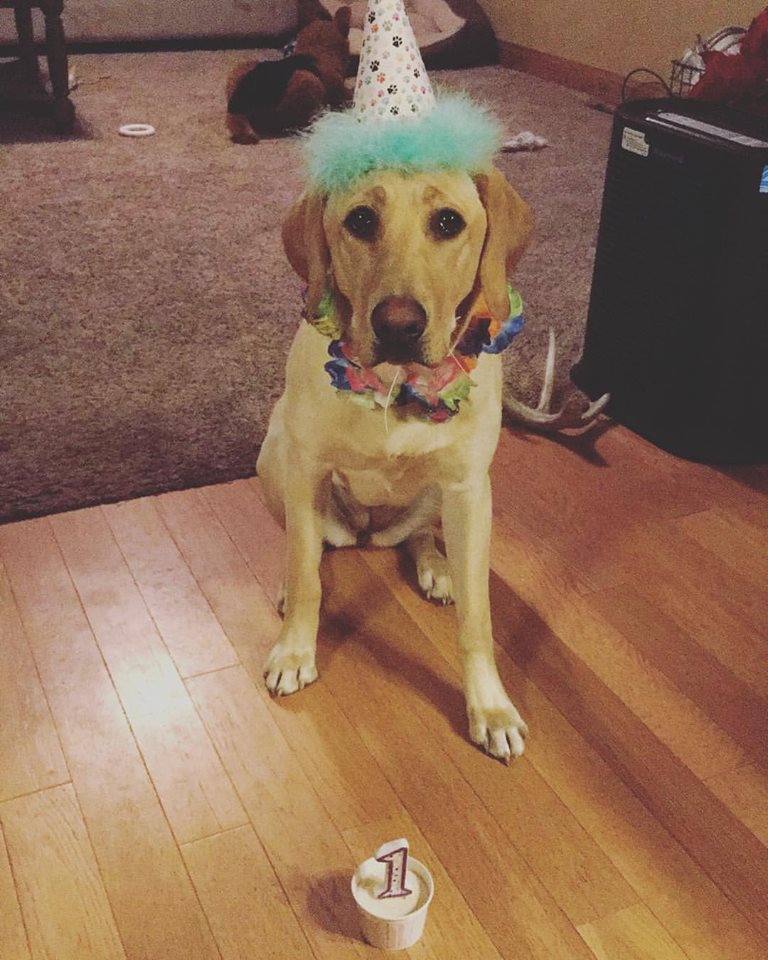 Meanderings along Lizard Creek: Fire Hydrant Quilt Block and Kennel Quilts