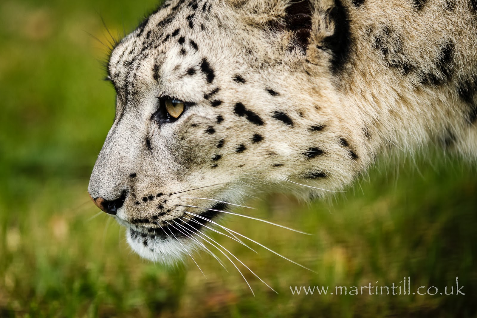 Wonky Horizons: Wildlife Heritage Foundation big cats