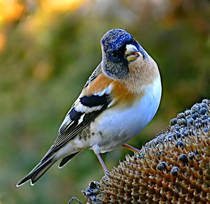HUESCA Y LA SIERRA DE GUARA: PINZÓN REAL Fringilla montifringilla Carl ...