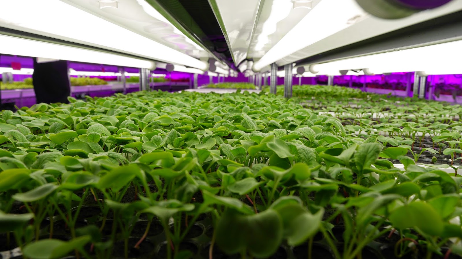 [Food & Technology] Panasonic Factory Solutions Asia Pacific & Ootoya ...