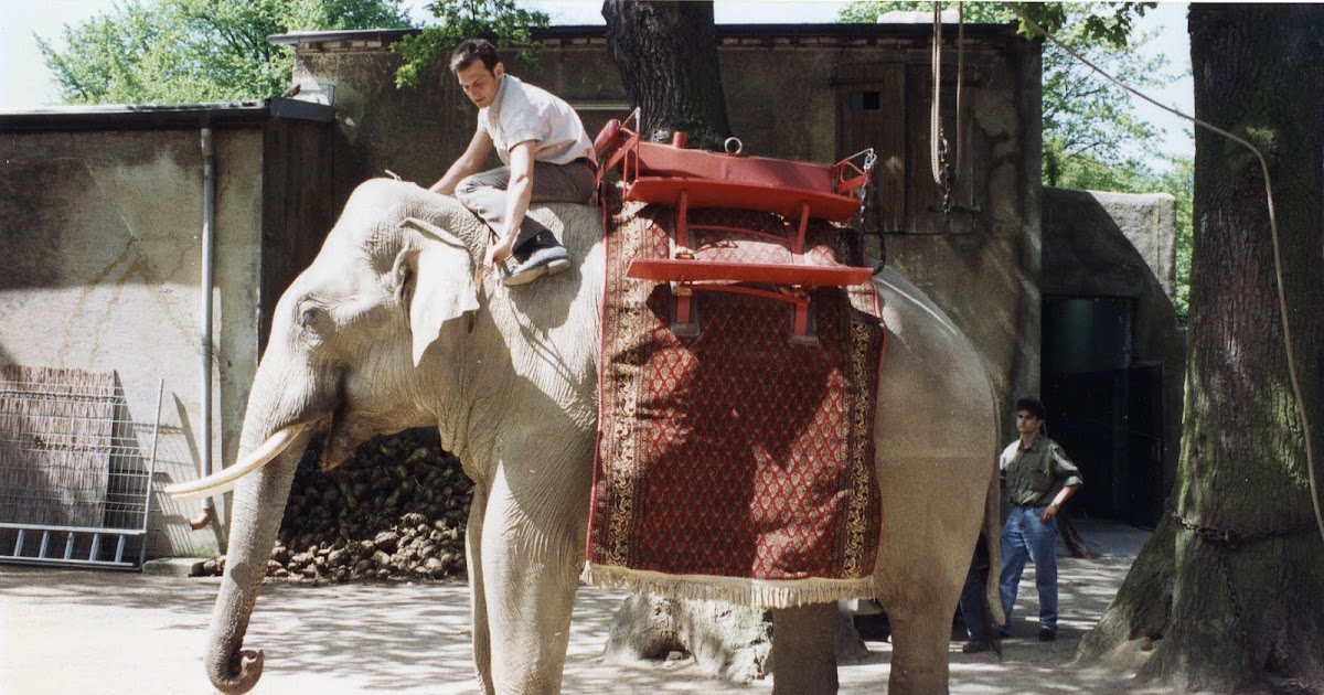 Buckles Blog: #10 Elephant Rides!