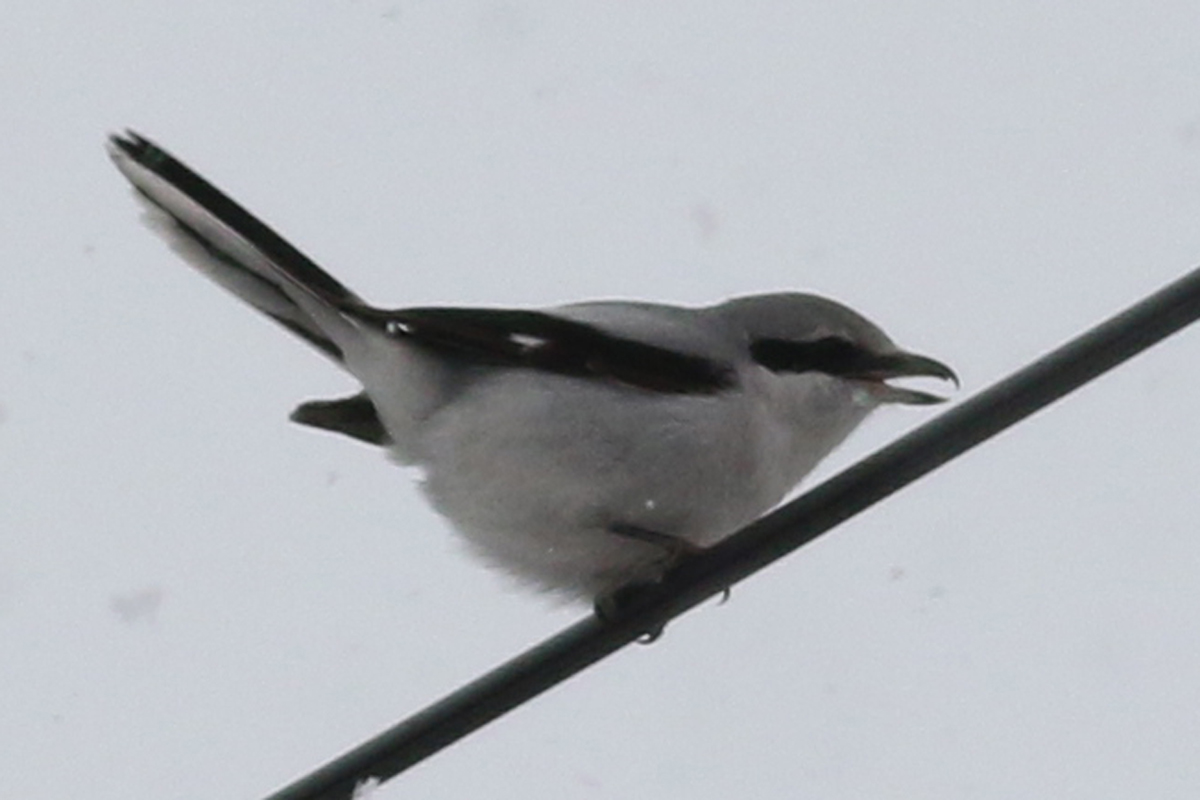 A Northern Shrike in Japan