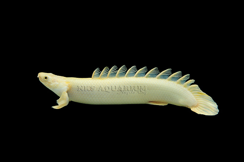 Mania de Aquário: Polypterus sp.