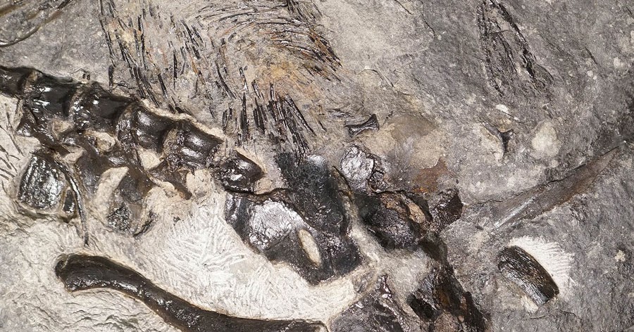 Oldest Fossil Evidence of Animal Parenting Found in Canada
