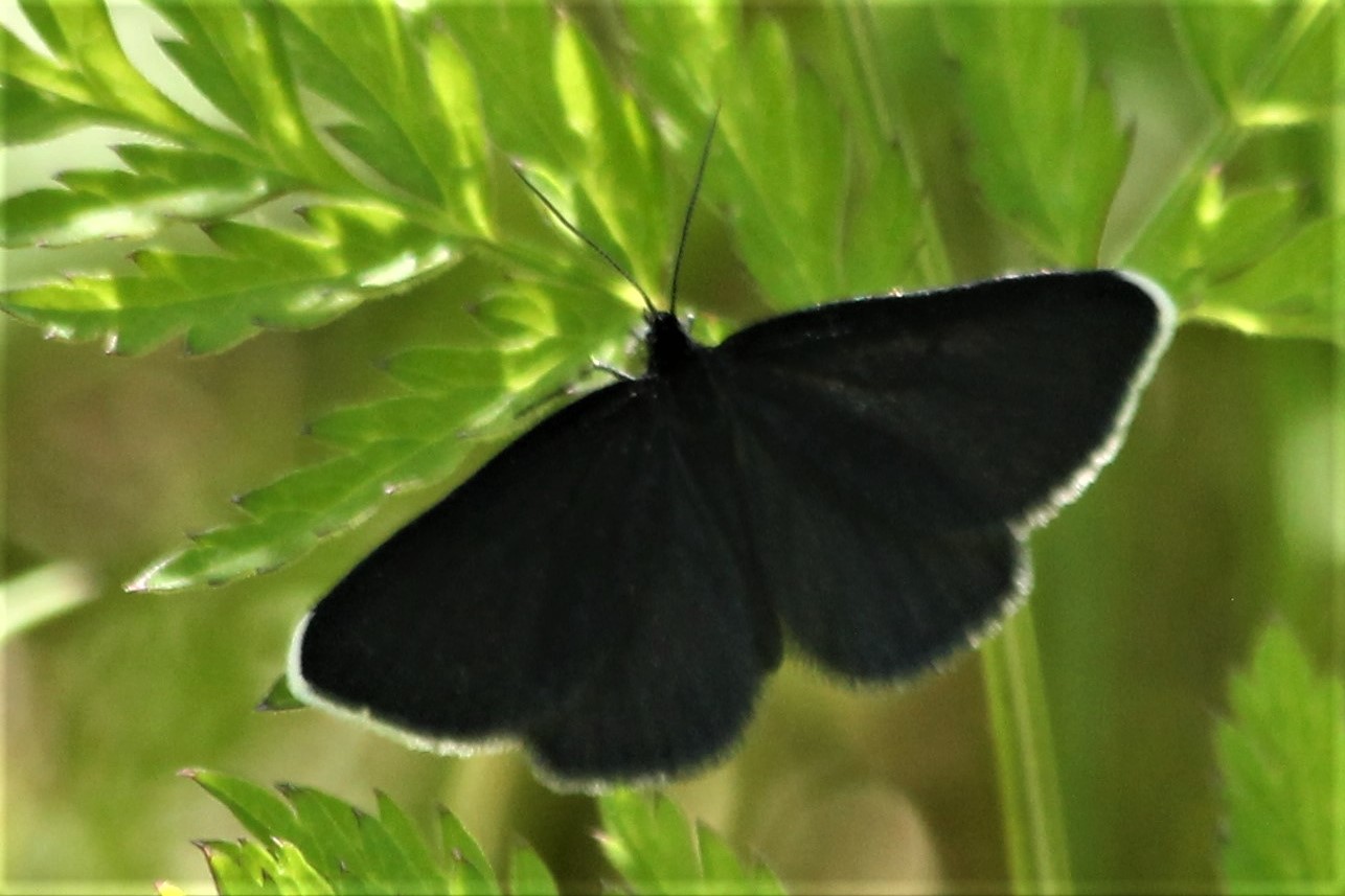 Linnea borealis: Mustaa ja oranssia