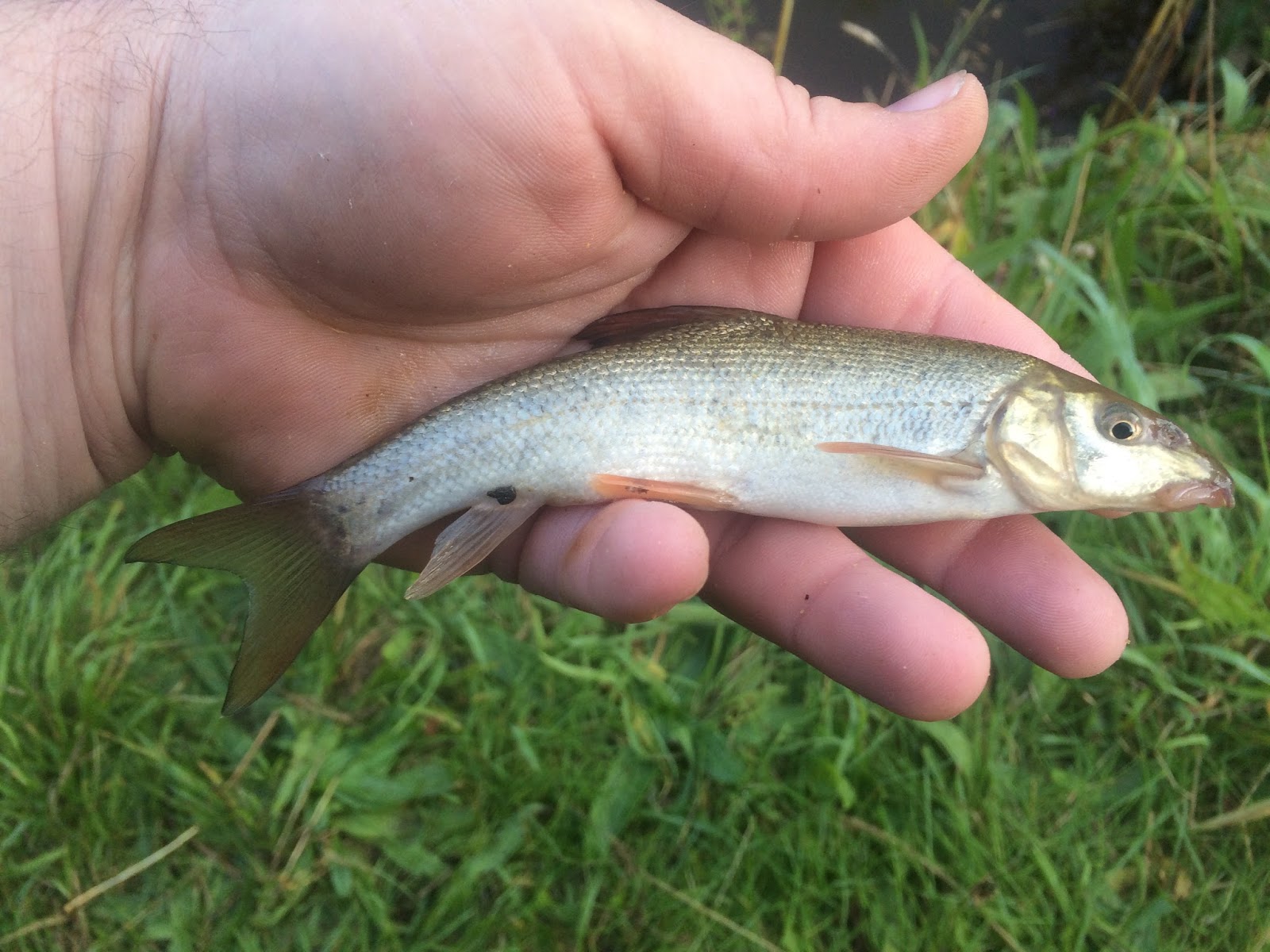 Danny's Angling Blog: Finally Comes Good on the River Dane!!