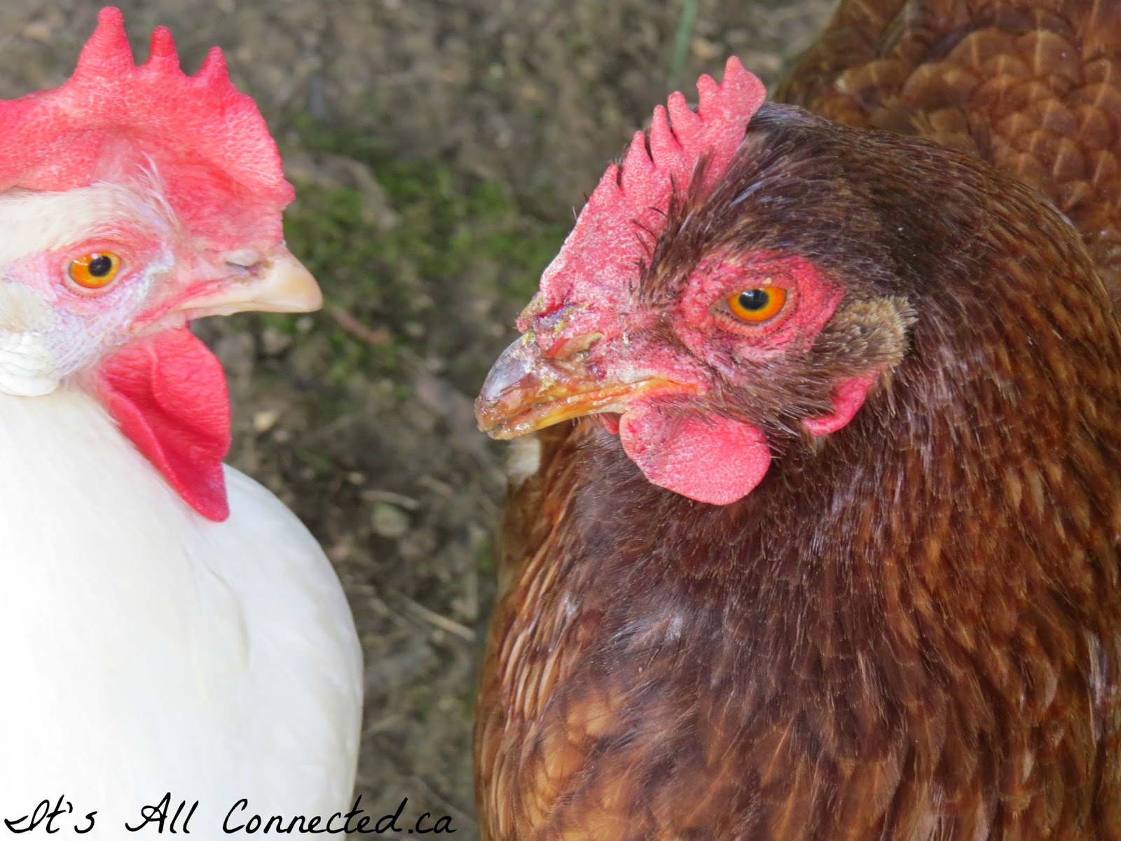 It's All Connected: And The Winner Of The Chicken Hunger Games Is .....