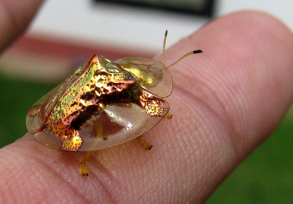 White Wolf : Amazing Golden Tortoise Beetle Photos-Videos