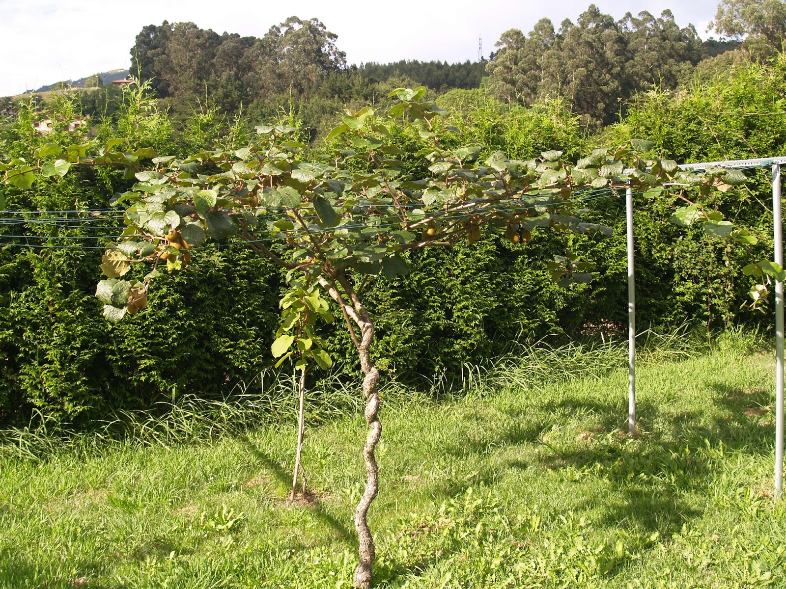 Easy Garden Jardinería: Kiwi, Actinidia
