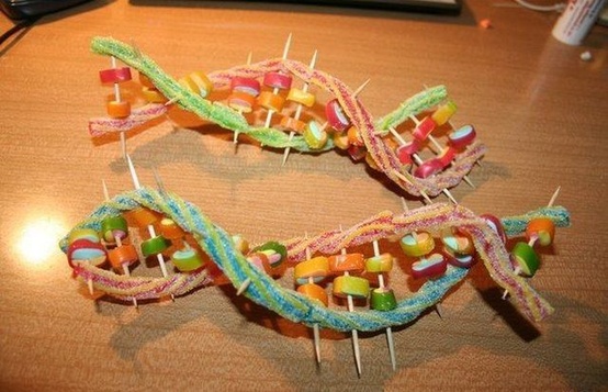 Biologia Cobach Nogales: ACTIVIDAD 2.MODELO DE ADN, ARN, SINTESIS DE ...