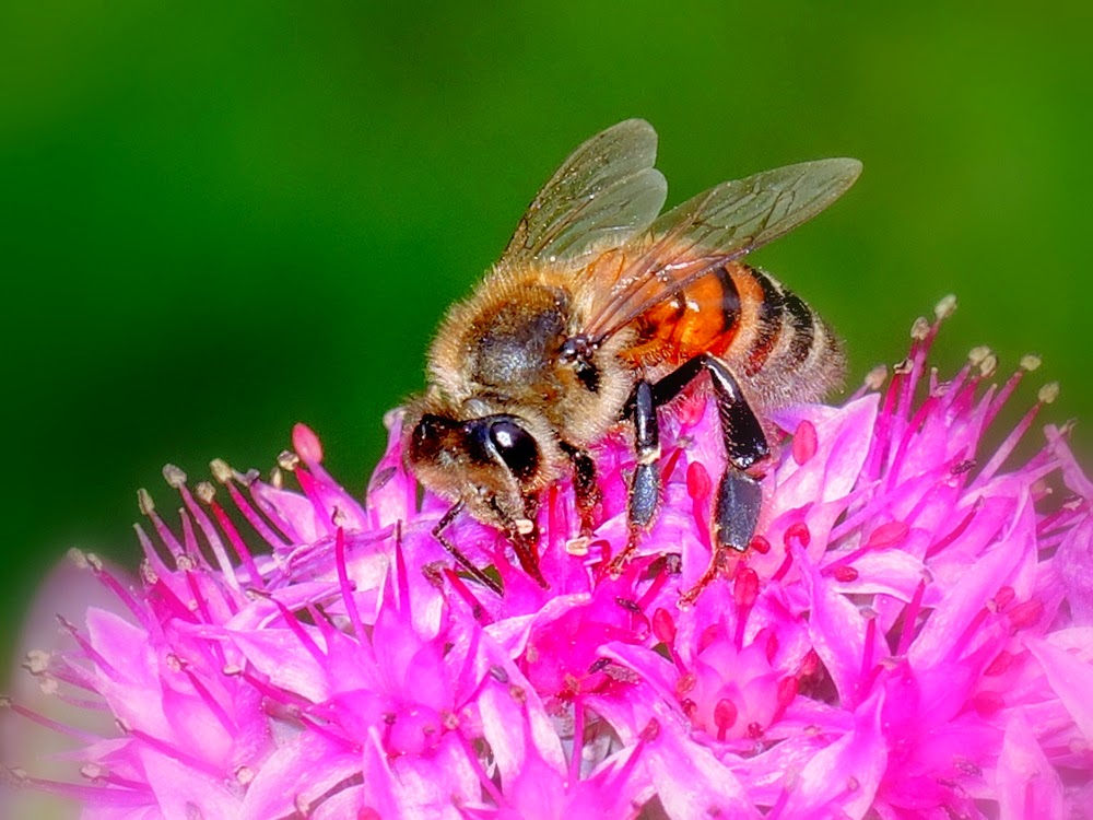 Corona Apicultores: LA ABEJA BUCKFAST