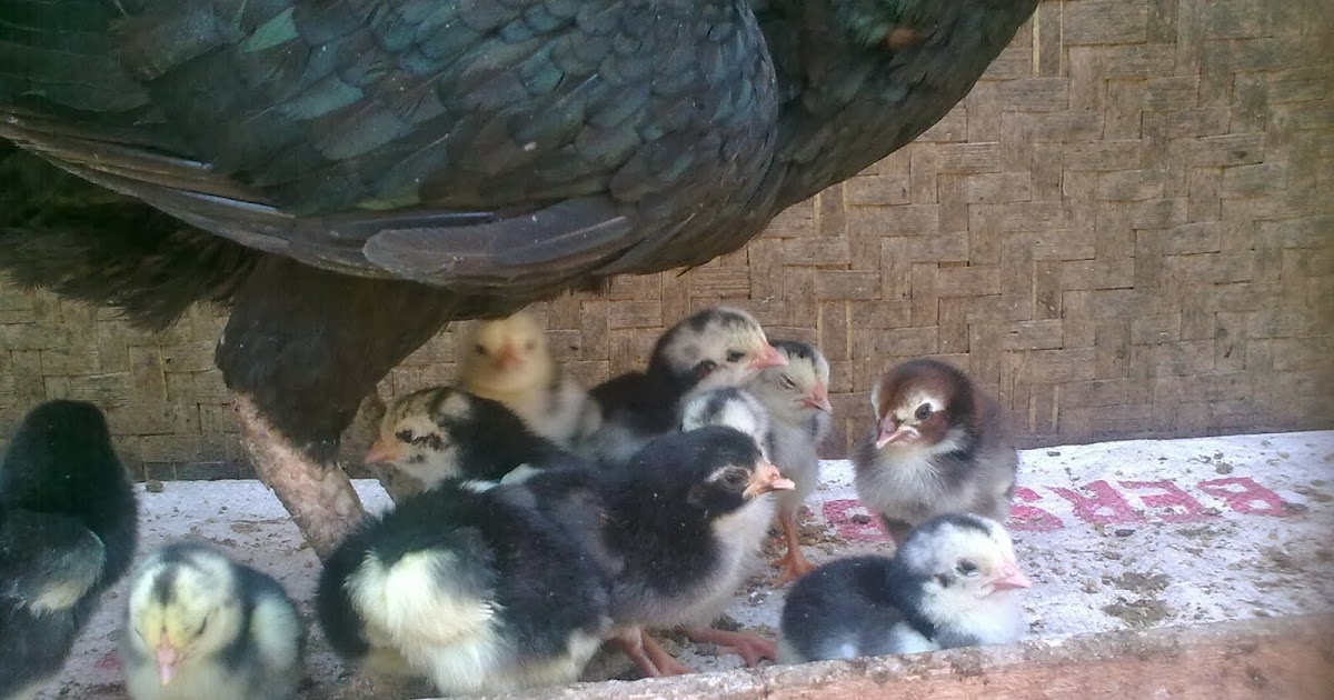 BISNISKU: bibit ayam kampung tulungagung