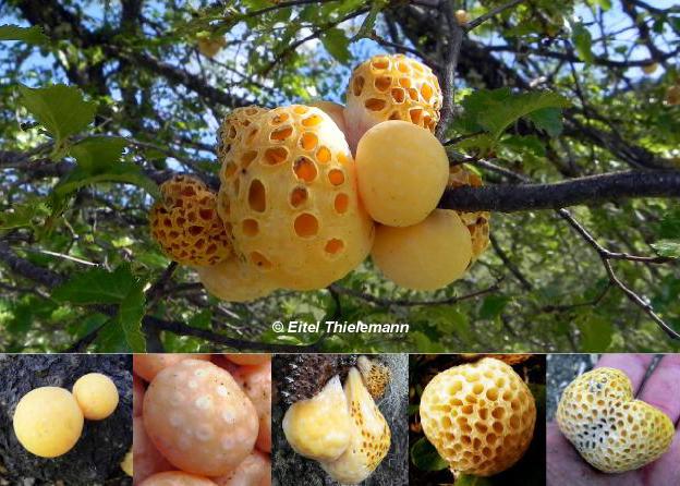 Apuntes botánicos: Hongos chilenos