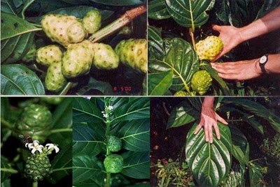 Tahitian Noni Bioactive Beverage: Apa itu Noni