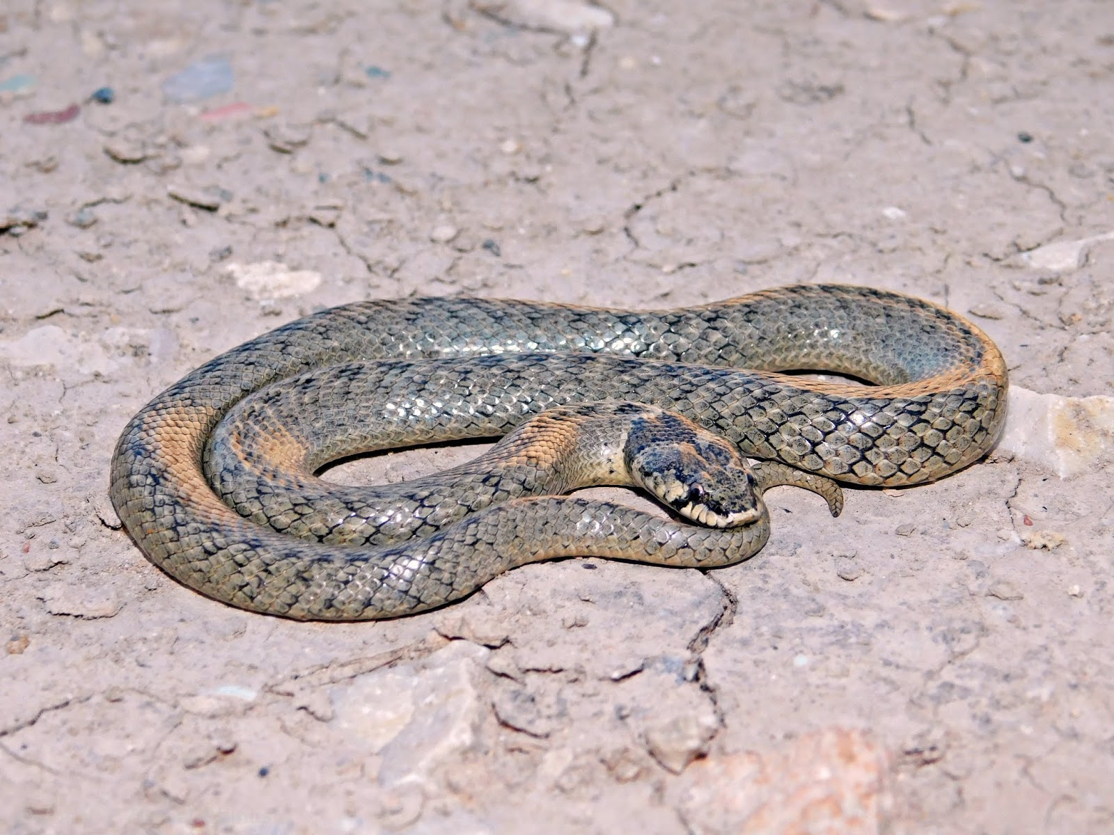 (Paleo-)Herpetología: Macroprotodon brevis - Culebra de cogulla occidental