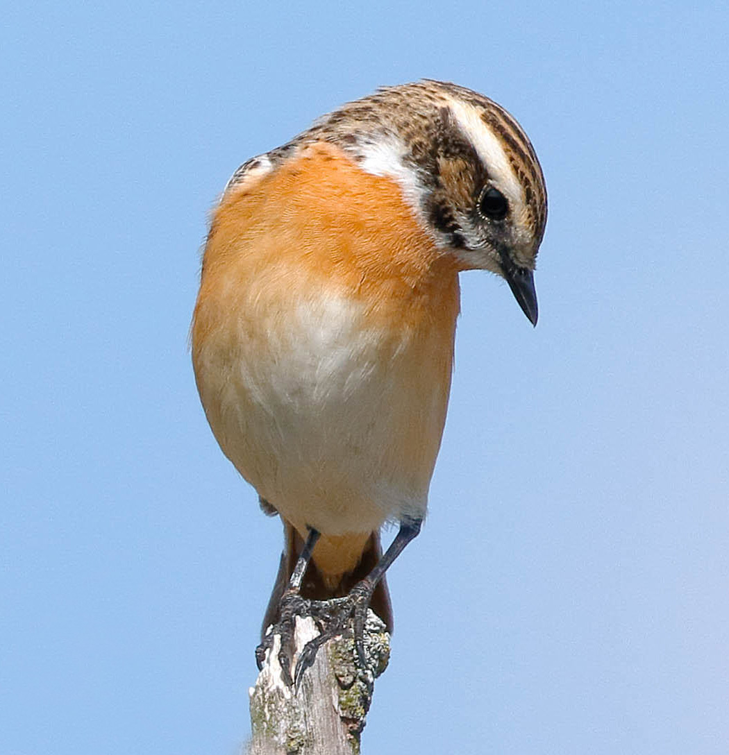 Another Bird Blog: Birding Around The Block