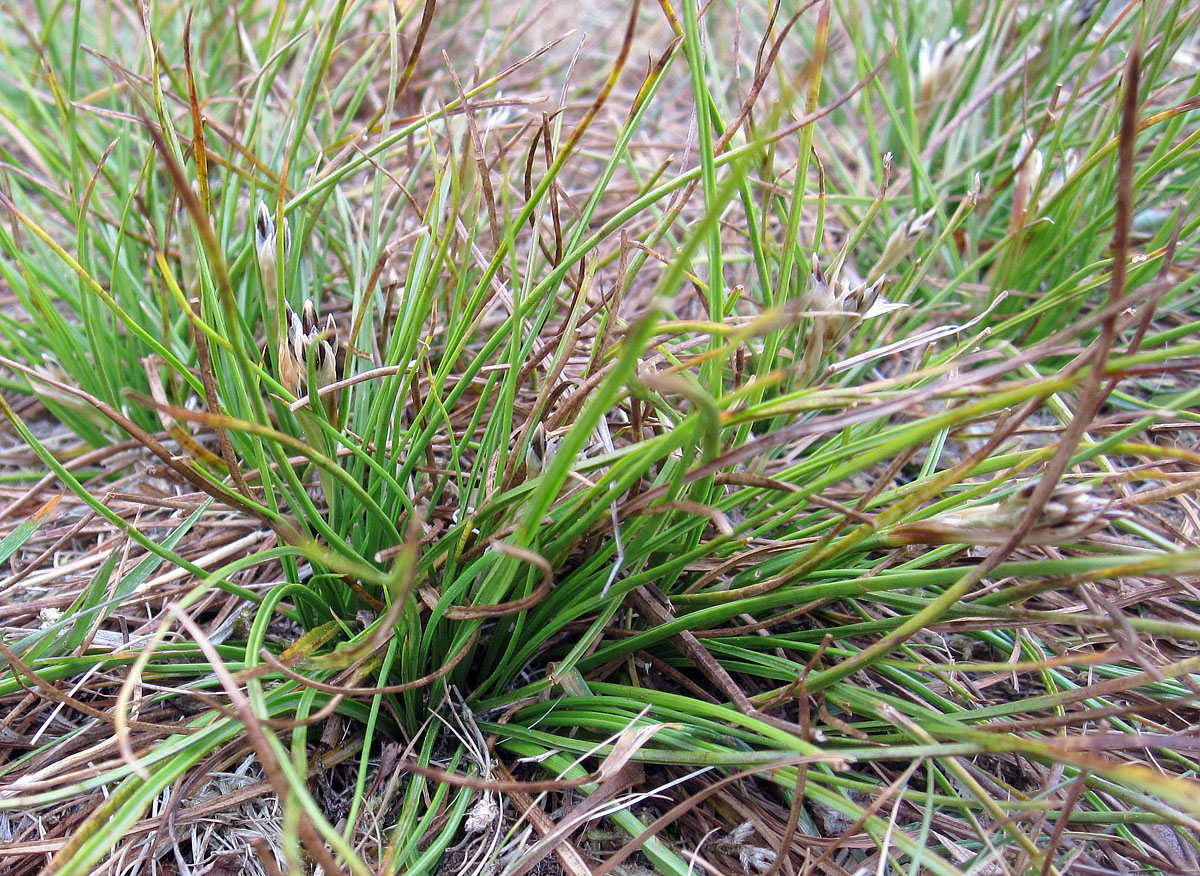 Spring At Keston | Naturally