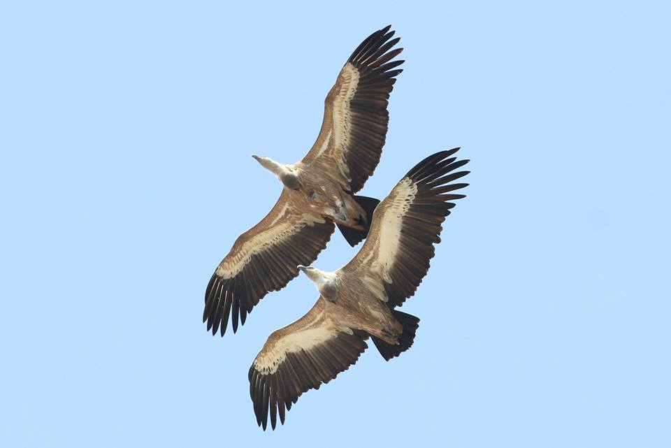 Biodiversity of Cyprus by NGO Protection of the Natural Heritage and ...